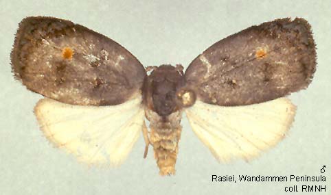 Papua Insects Foundation (Lepidoptera/Erebidae(Arctiinae)/Hemonia ...